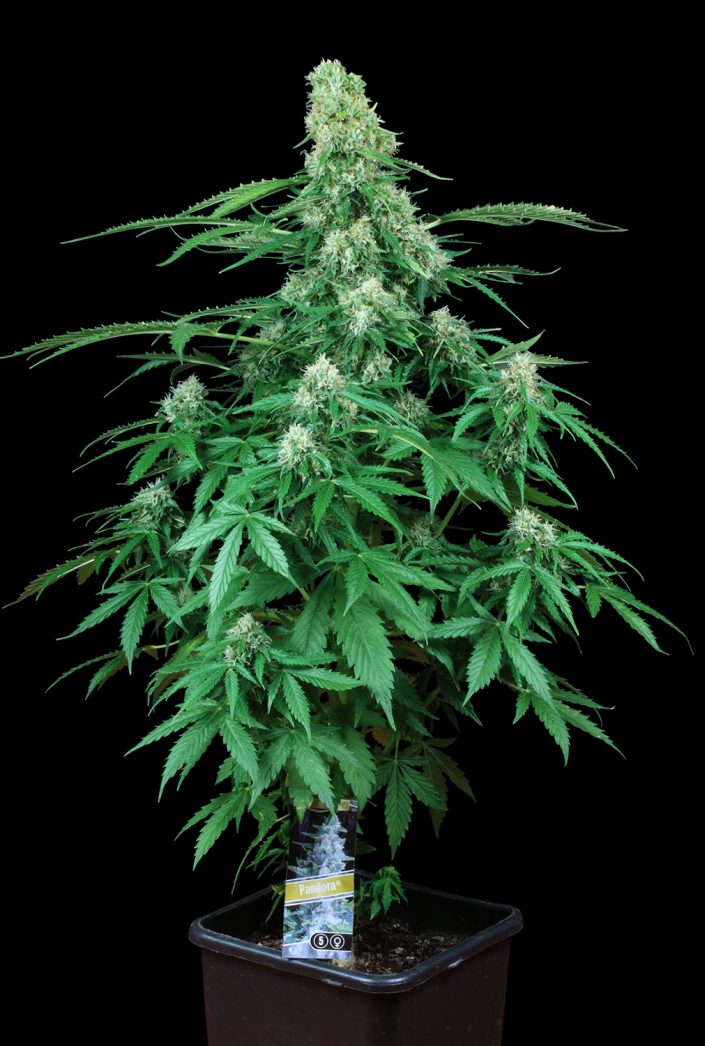 Pandora: Lots of green hope unleashed by an autoflowering lady