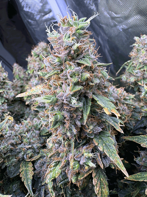 Auto Critical Orange Punch | Dutch Passion | Weed World 173